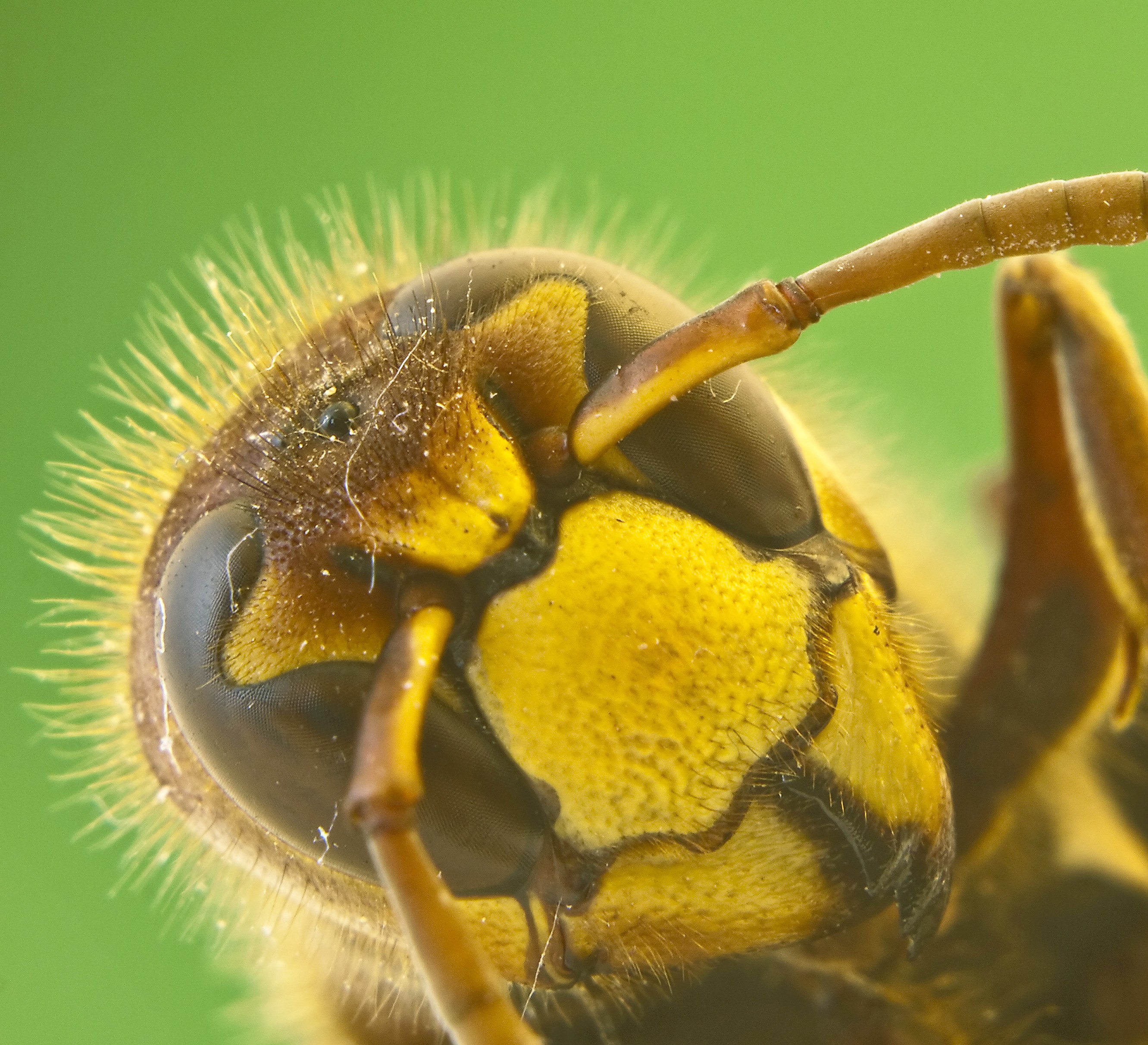 The Green Hornet | OUTLOOK magazine