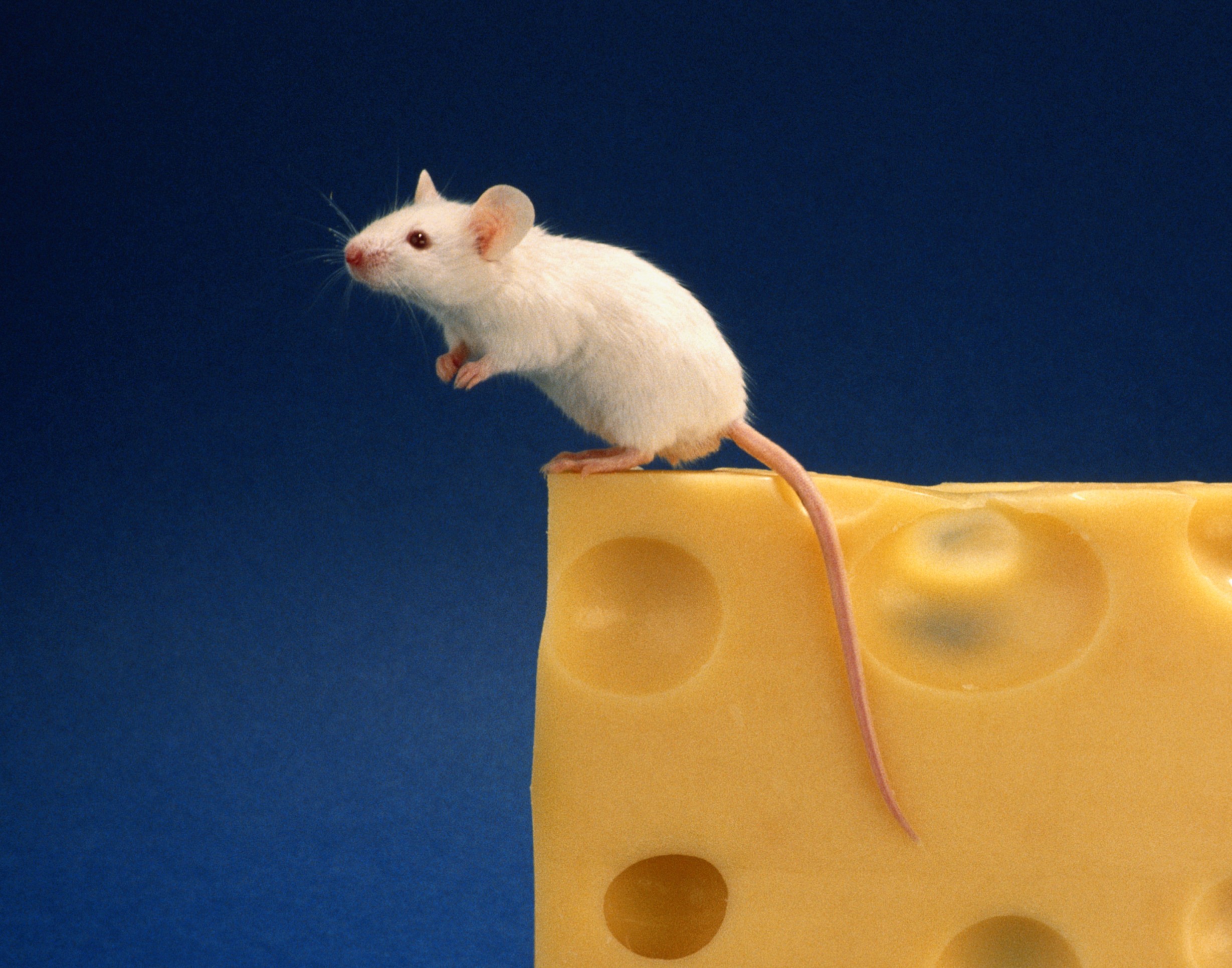 Cut Out but Not Cut Off | OUTLOOK magazine