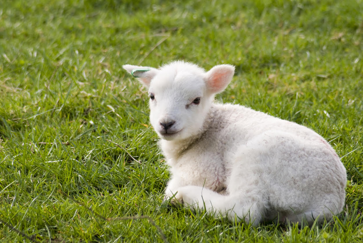 The Teacher’s Notes–Worthy Is the Lamb, Lesson 4 | OUTLOOK magazine
